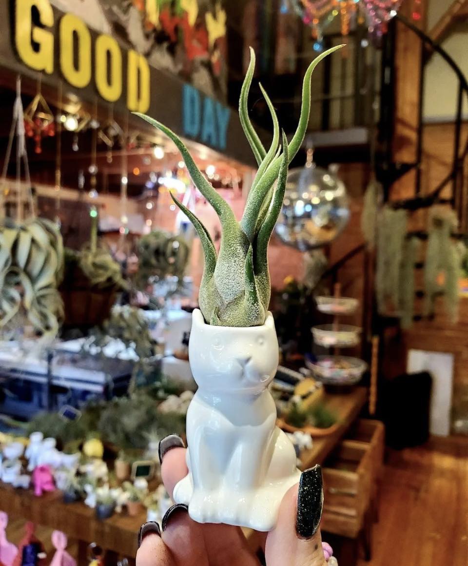 CURLY Caput Medusa Air Plant .+*+. Live Tillandsia | Octopus Plant | M ...