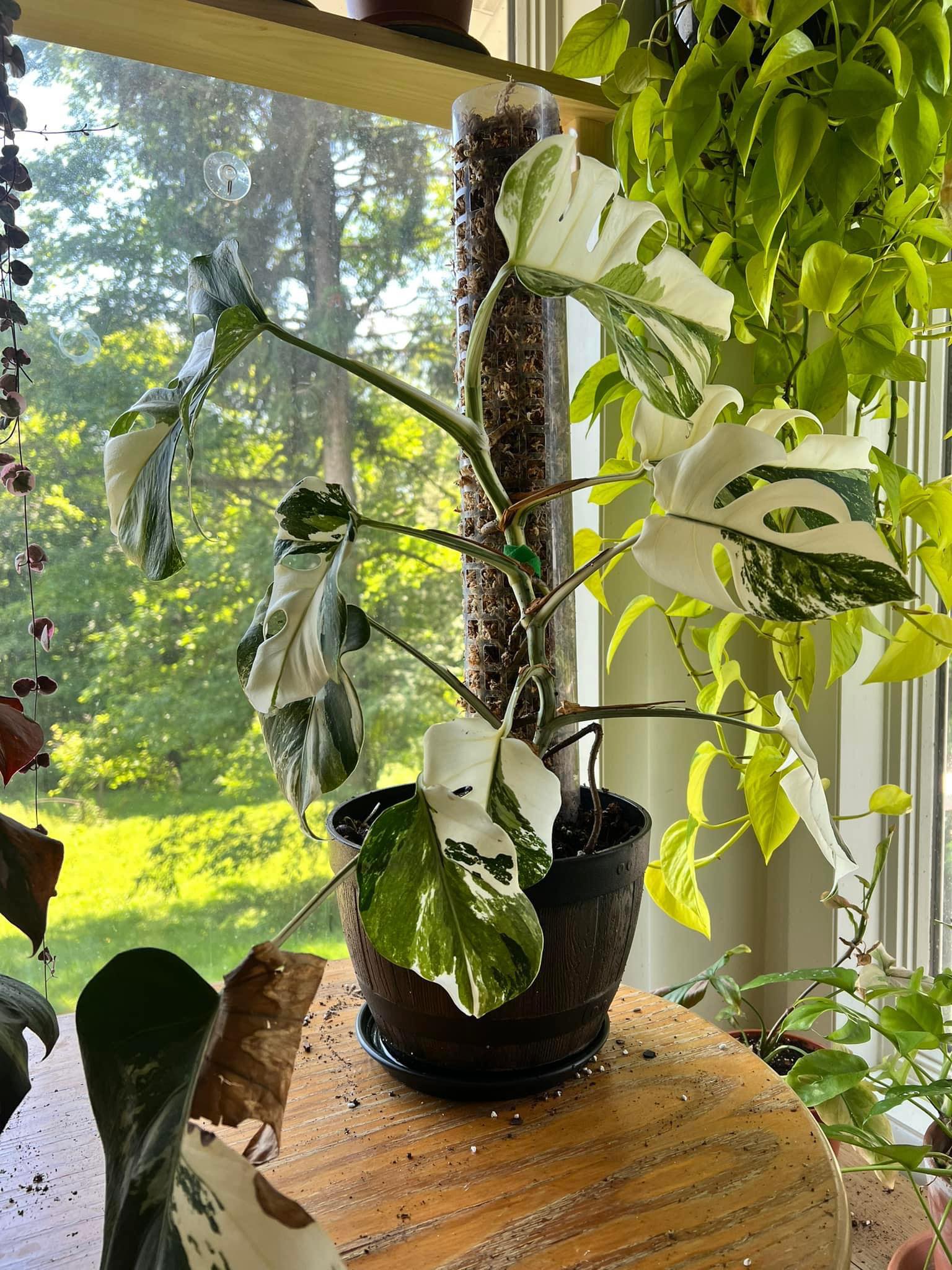 Monstera Albo Variegated .+*+. Unrooted Single Leaf Cutting with Node ...