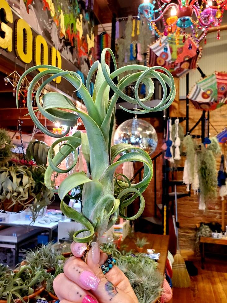 RARE Curly Slim AIR Plant (Intermediate X Steptophylla) .+*+. Xl Air P ...